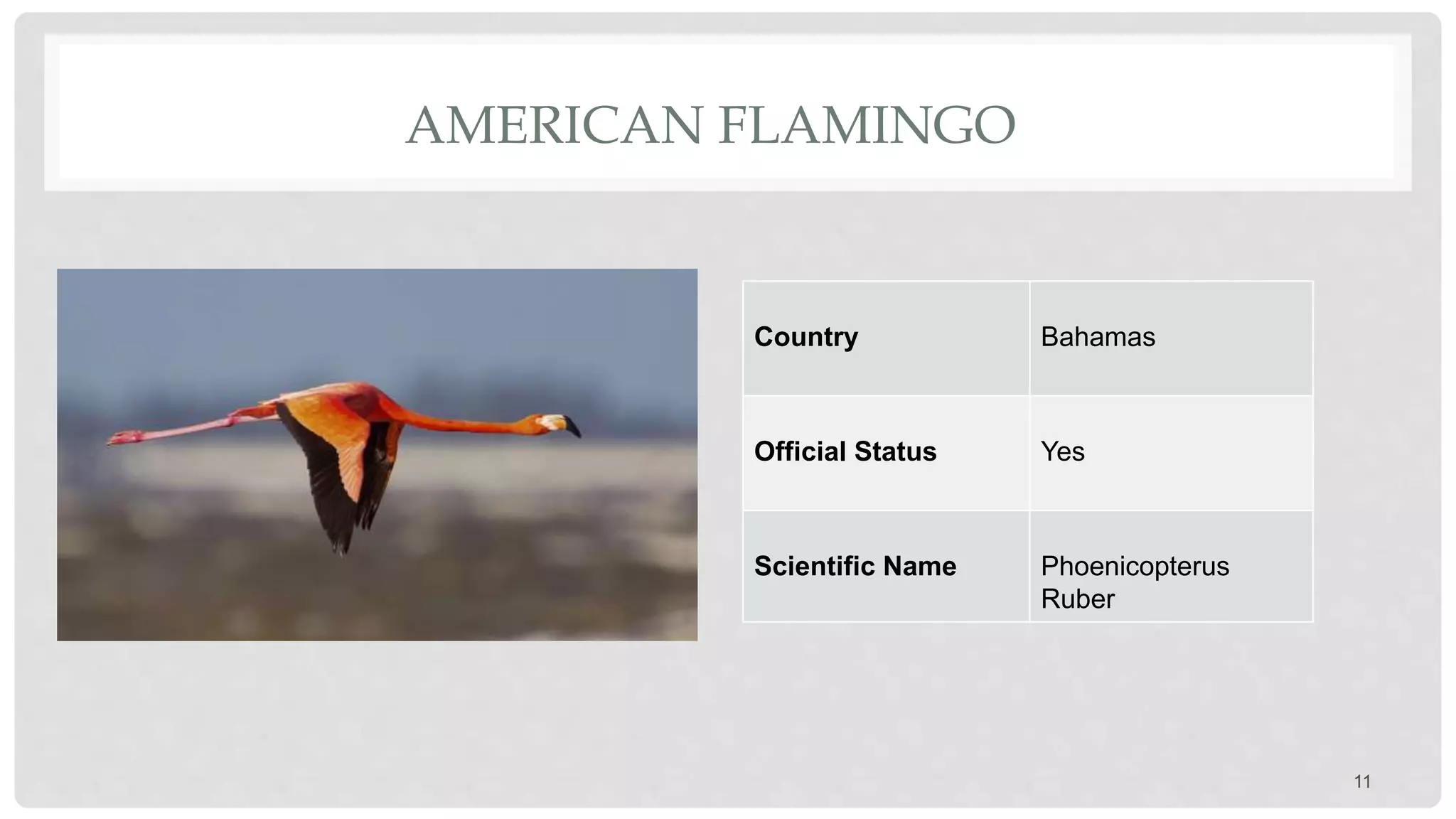 Divya birds of the world project | PPTX