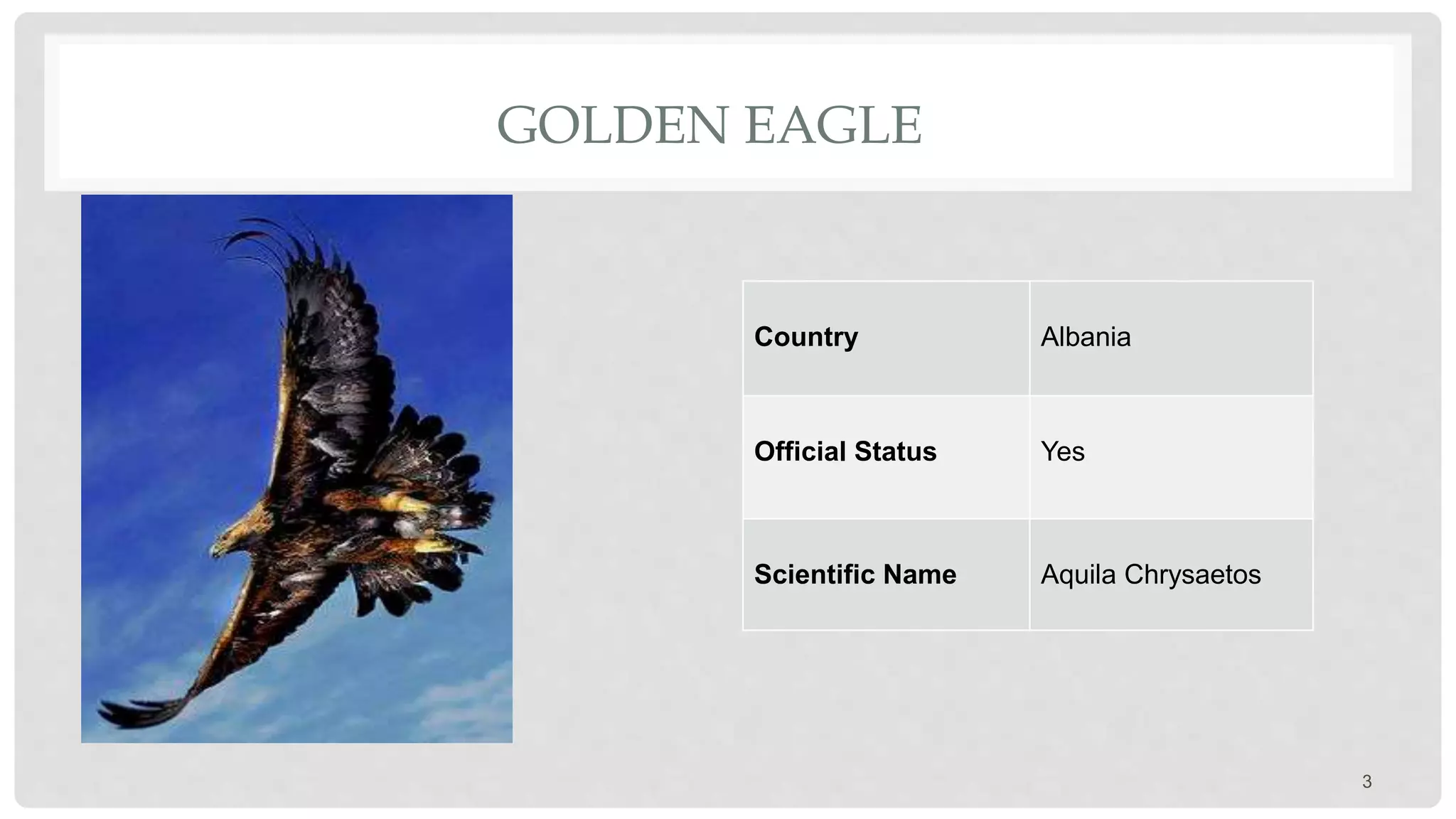 Divya birds of the world project | PPTX