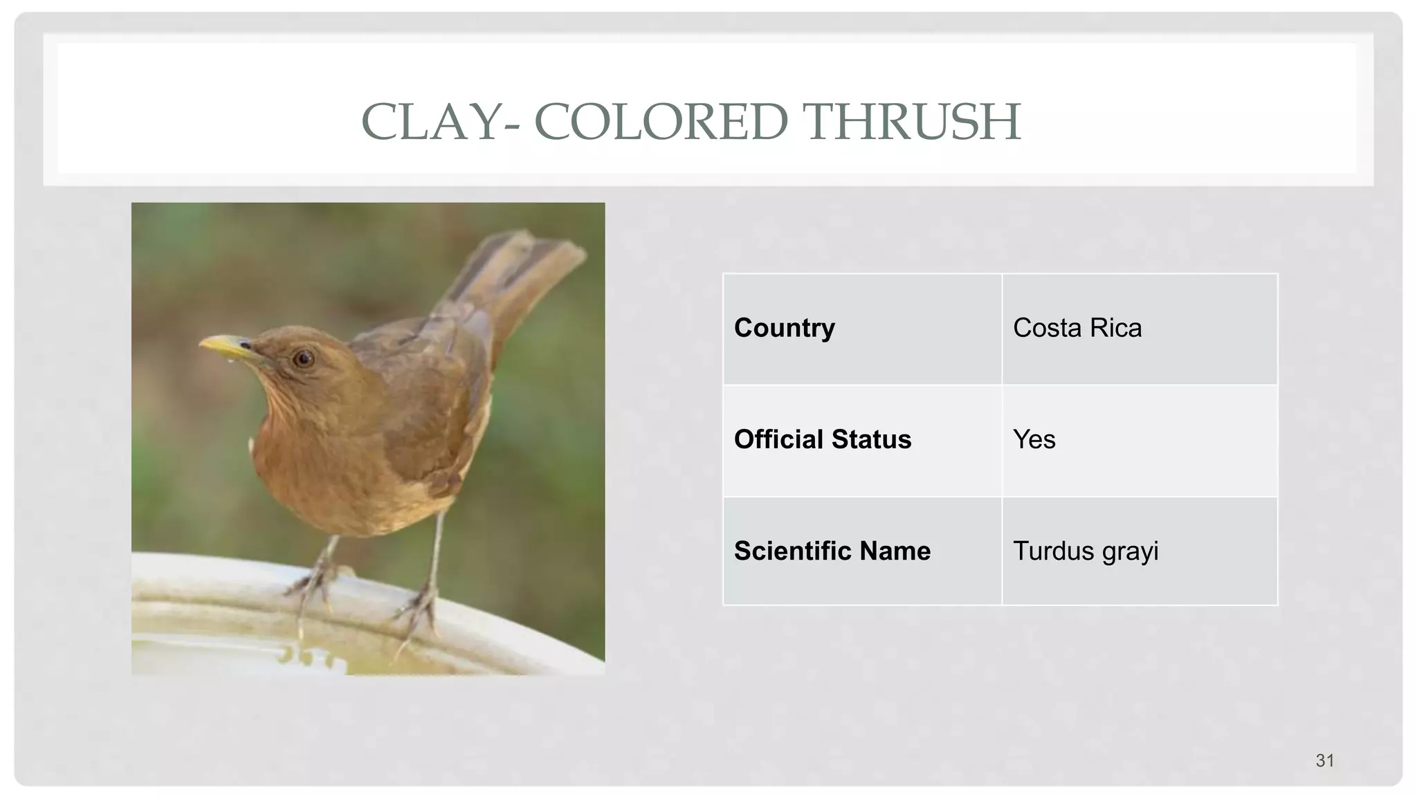 Divya birds of the world project | PPTX