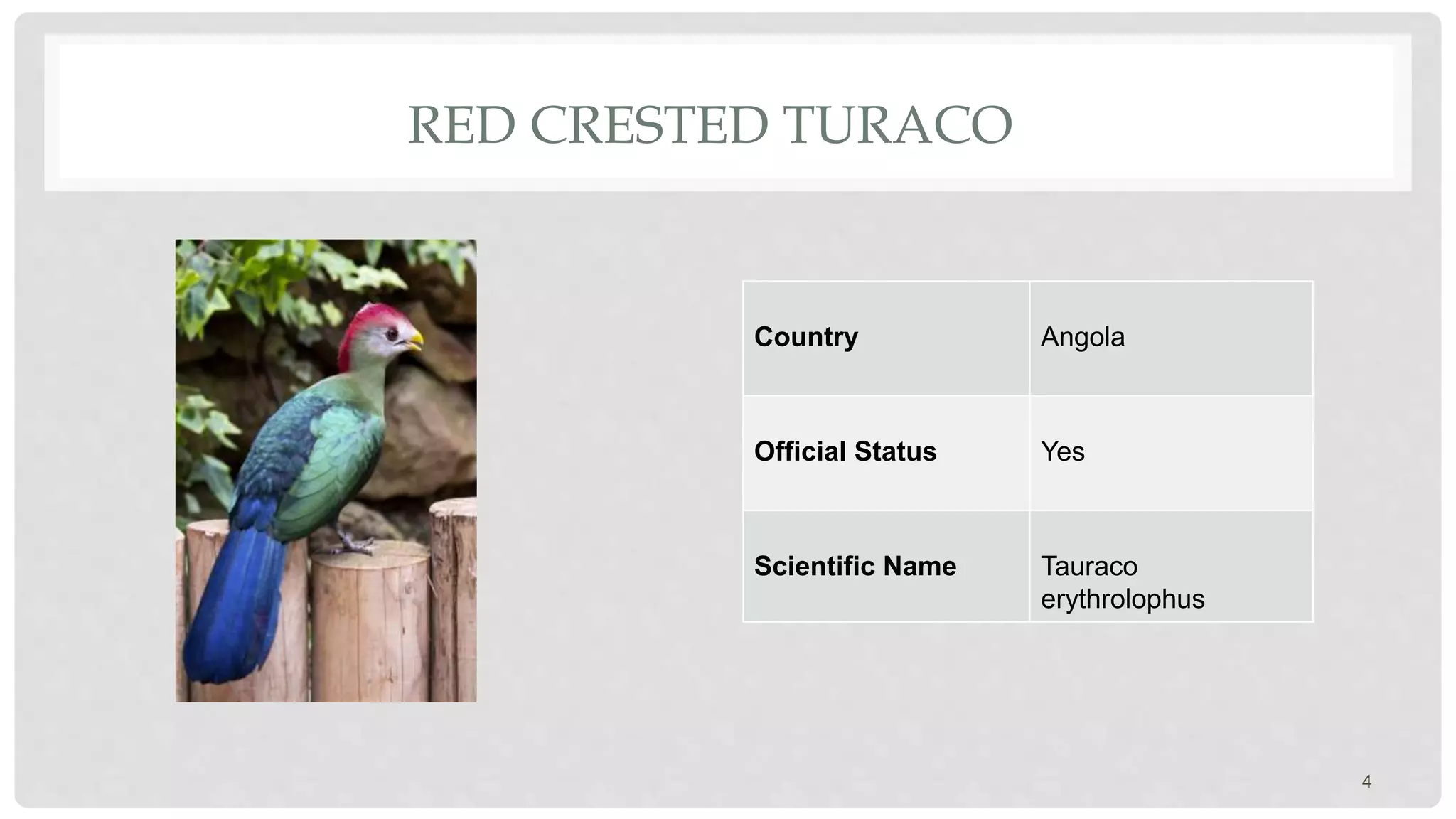 Divya birds of the world project | PPTX