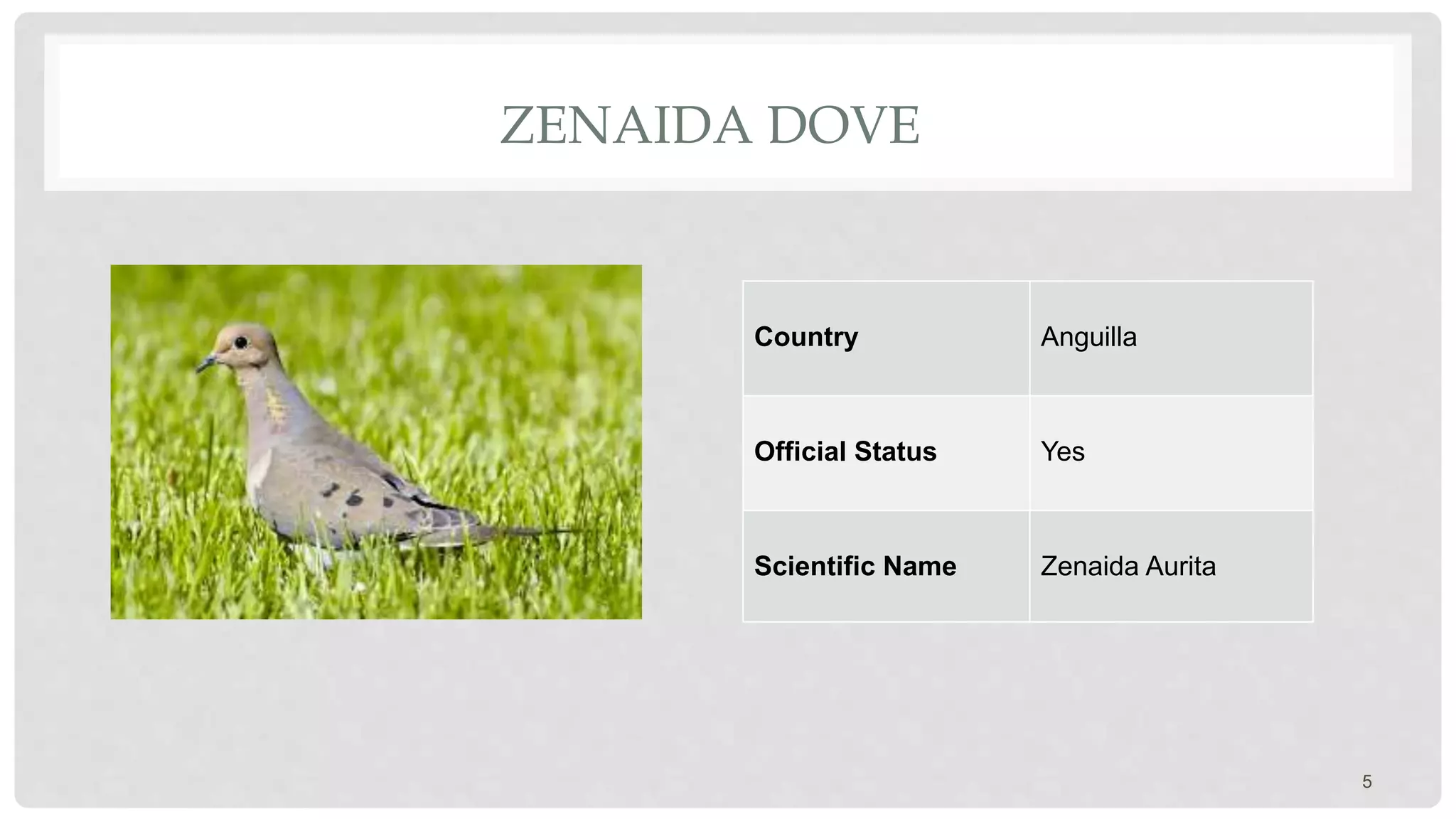 Divya birds of the world project | PPTX