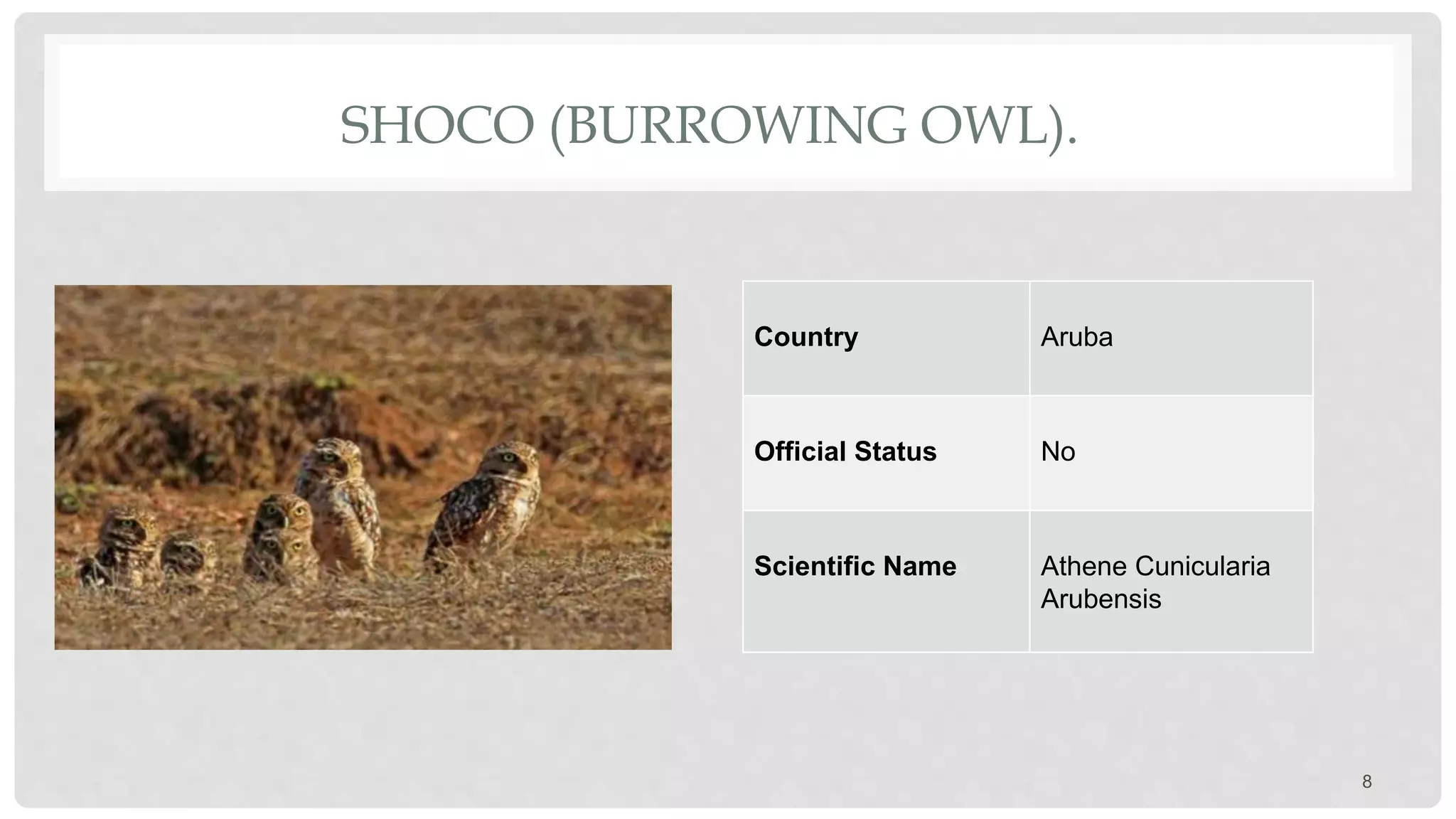 Divya birds of the world project | PPTX