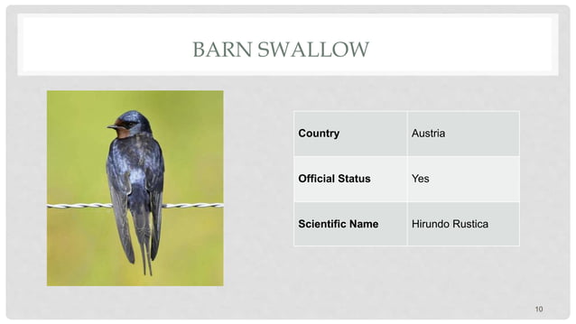 Divya birds of the world project | PPTX