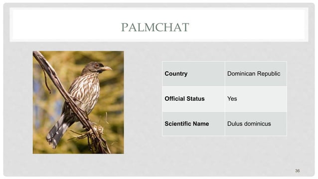 Divya birds of the world project | PPTX