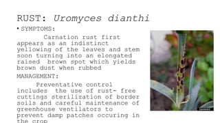 Divya Lakshmi PAT.pptxDivya Lakshmi PATt | PPTX | Gardening | Home & Garden