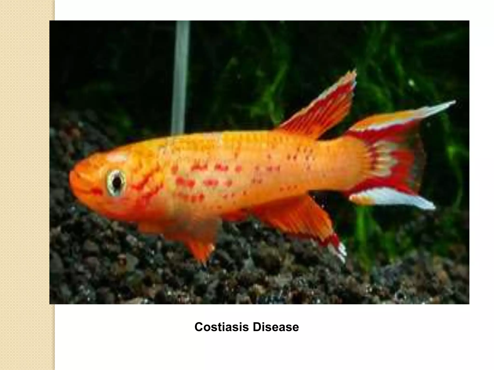 Pathogenicity Mechanism of Parasites | PPTX