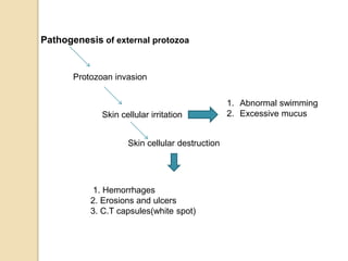 Pathogenicity Mechanism of Parasites | PPTX