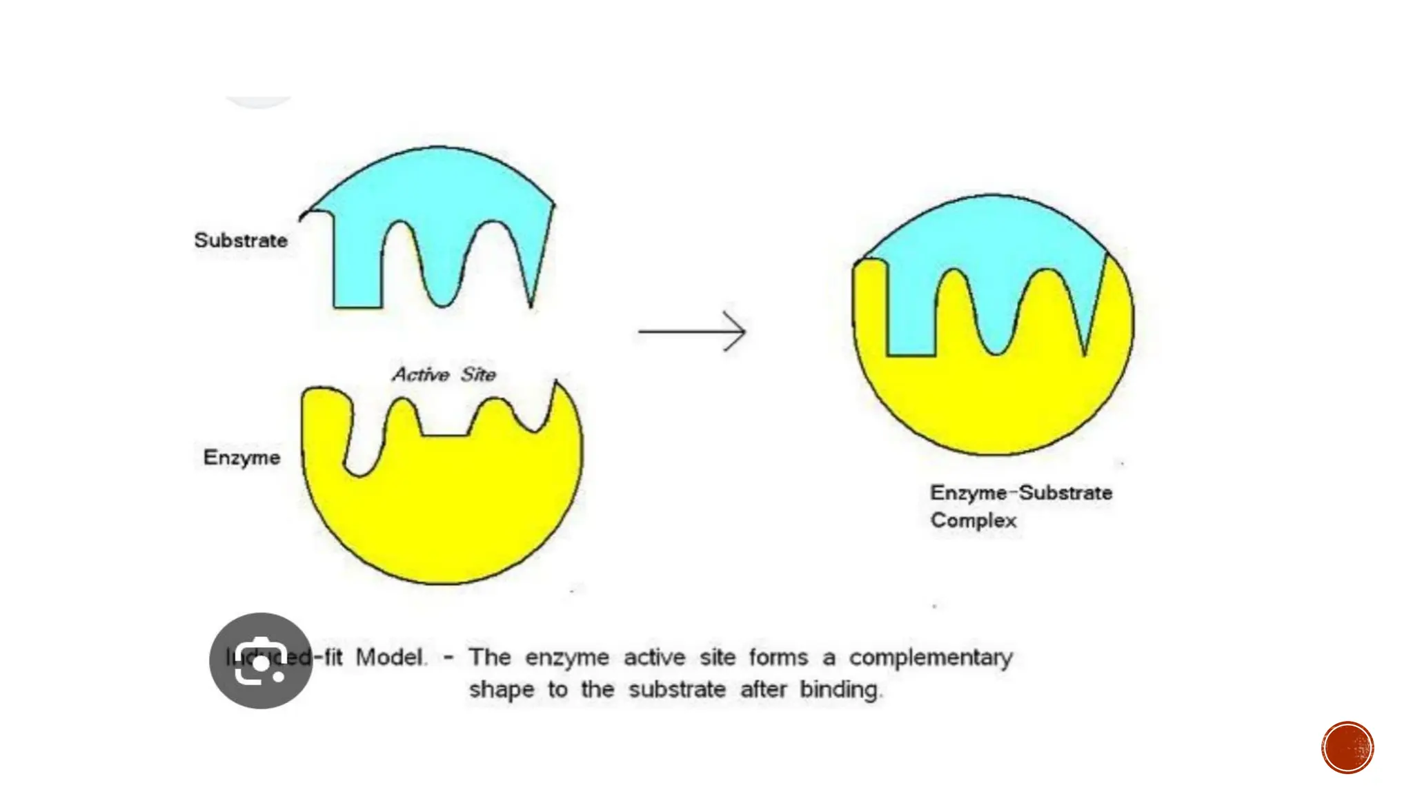 Enzyme substrate complex.pptx Divyanshu Alawe - | PPTX