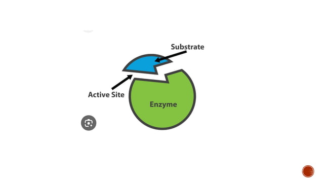 Enzyme substrate complex.pptx Divyanshu Alawe - | PPT