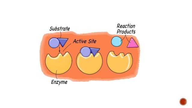 Enzyme substrate complex.pptx Divyanshu Alawe - | PPT
