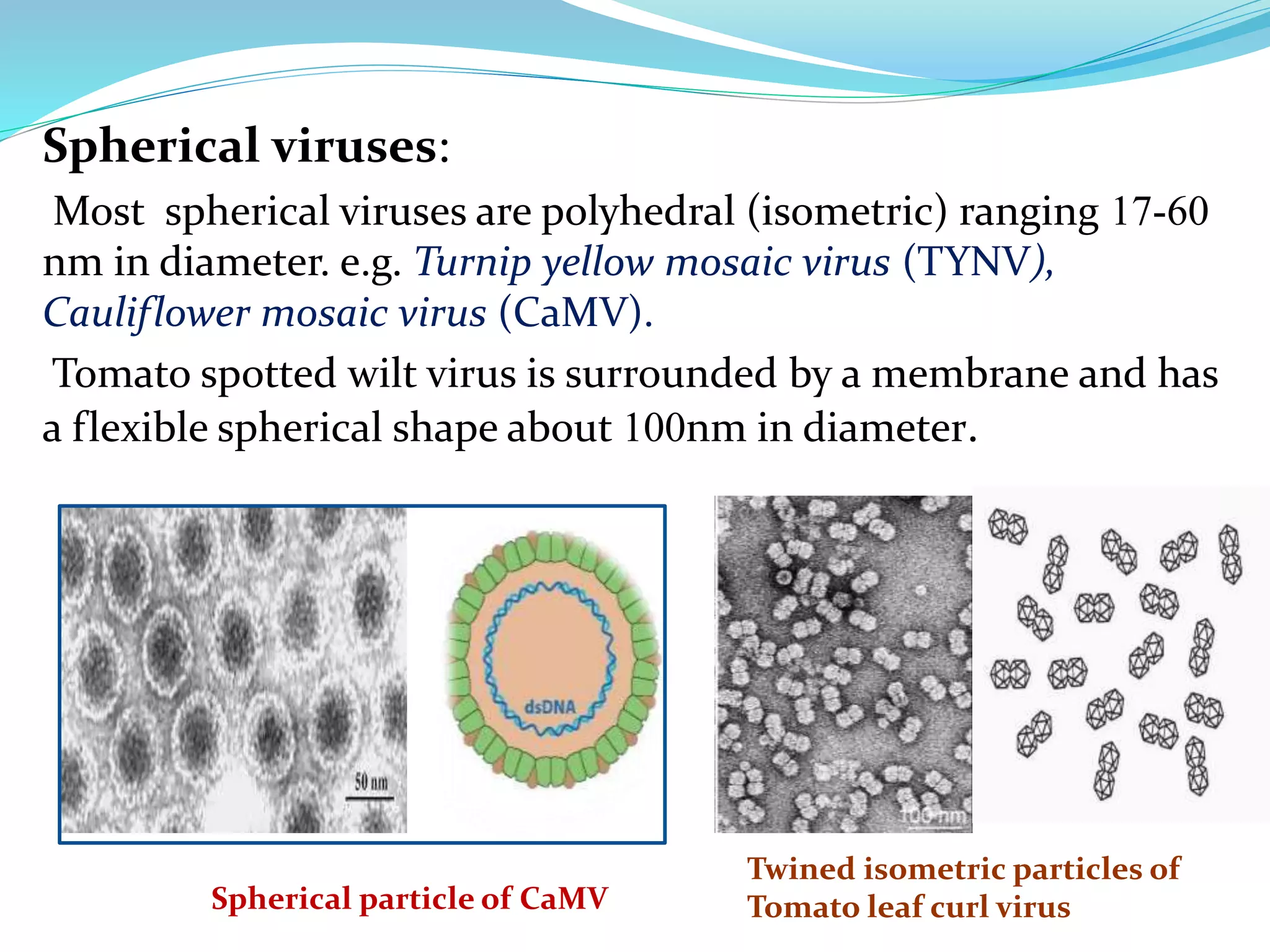 Structure and composition of plant viruses | PPTX
