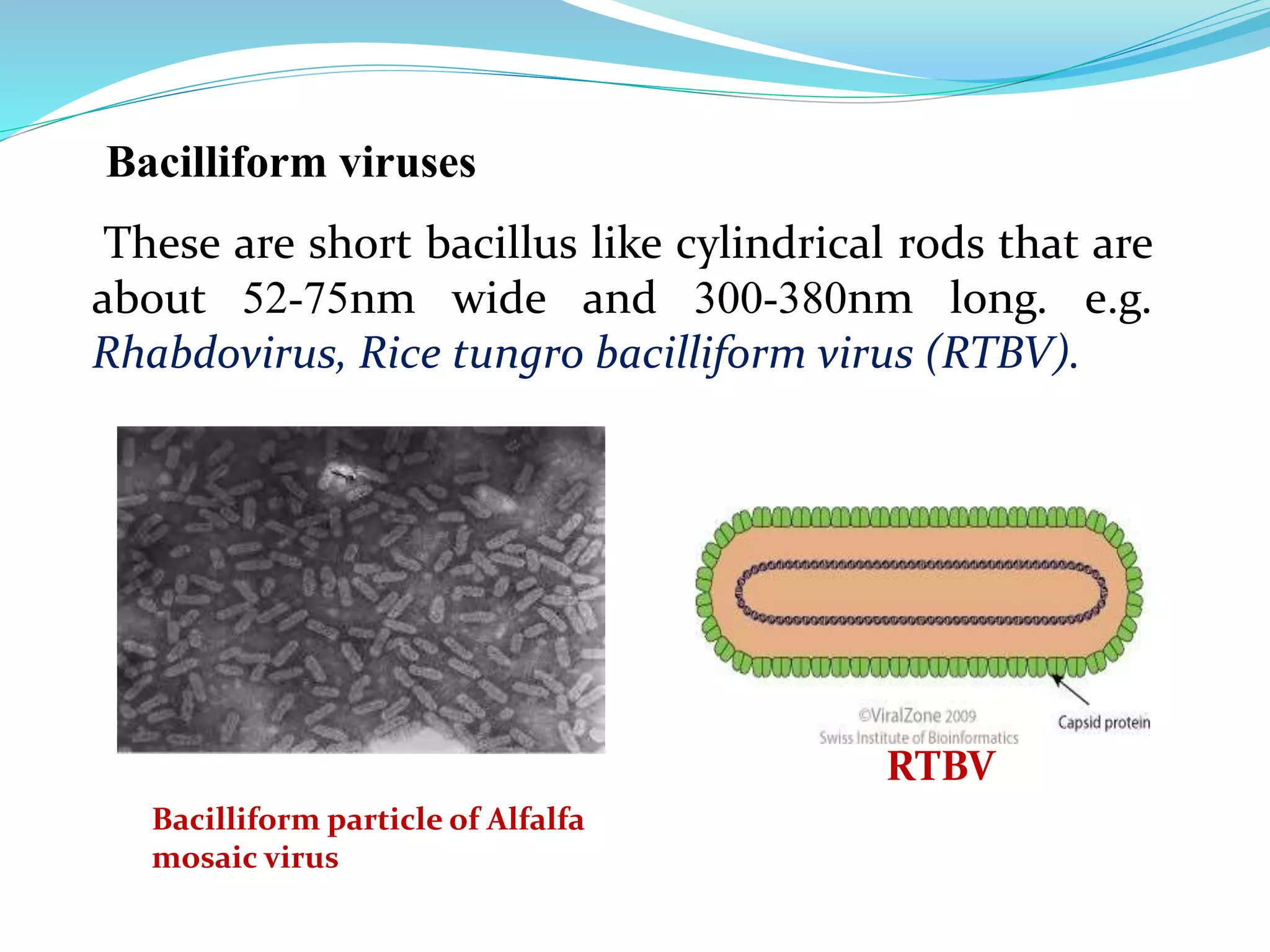 Structure and composition of plant viruses | PPTX