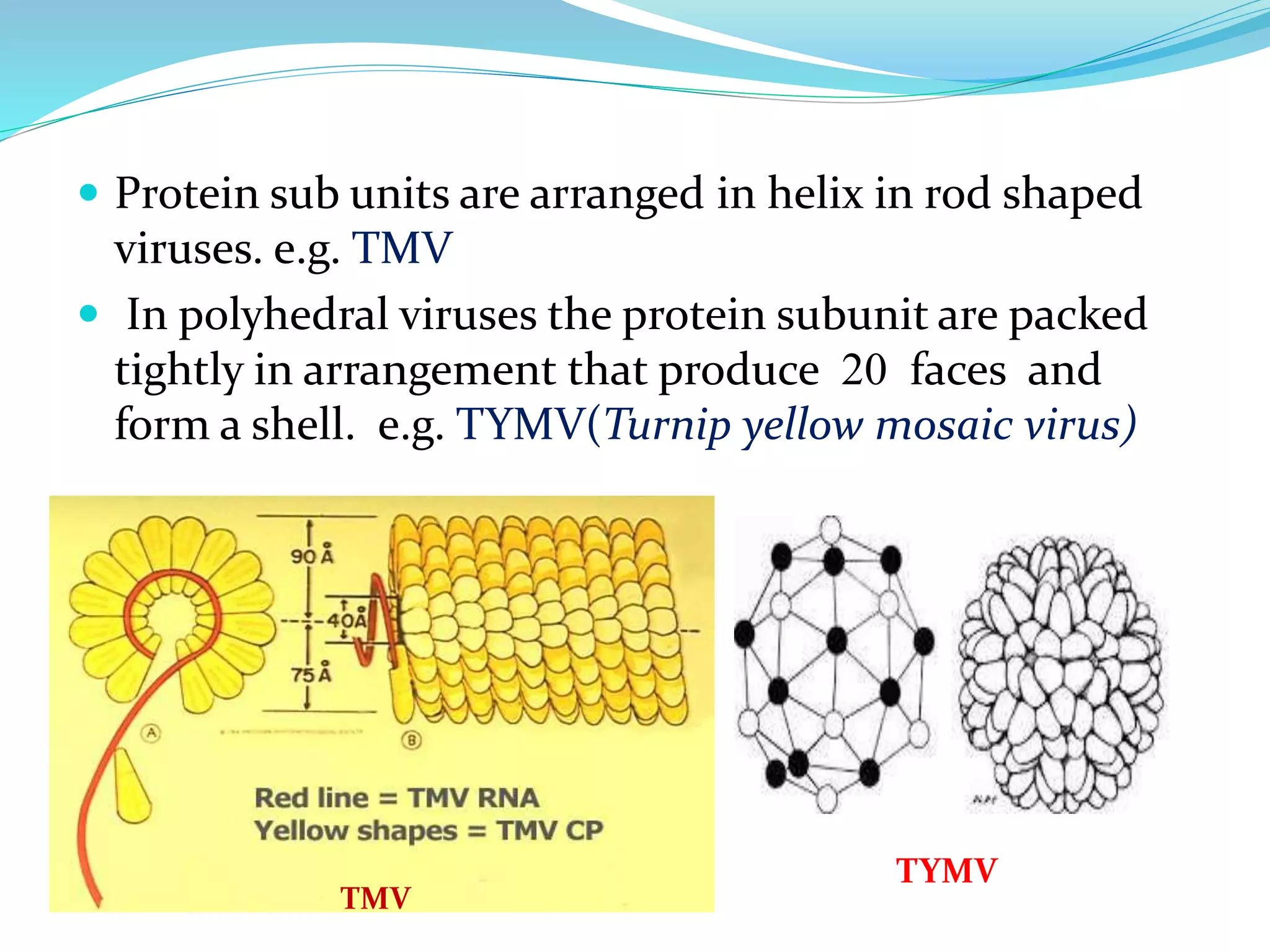 Structure and composition of plant viruses | PPTX