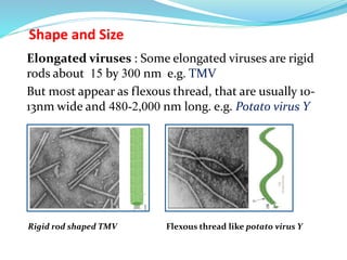 Structure and composition of plant viruses | PPTX