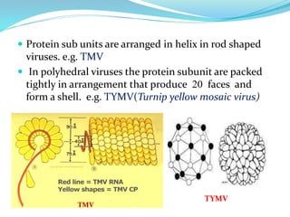 Structure and composition of plant viruses | PPTX