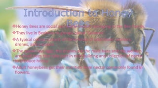 Honey bees for grade 2 | PPTX