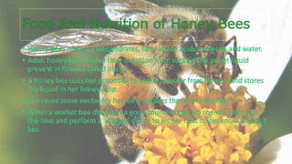 Honey bees for grade 2 | PPTX