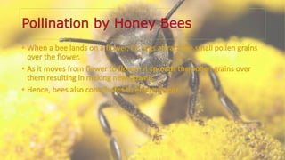 Honey bees for grade 2 | PPTX