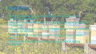 Honey bees for grade 2 | PPTX