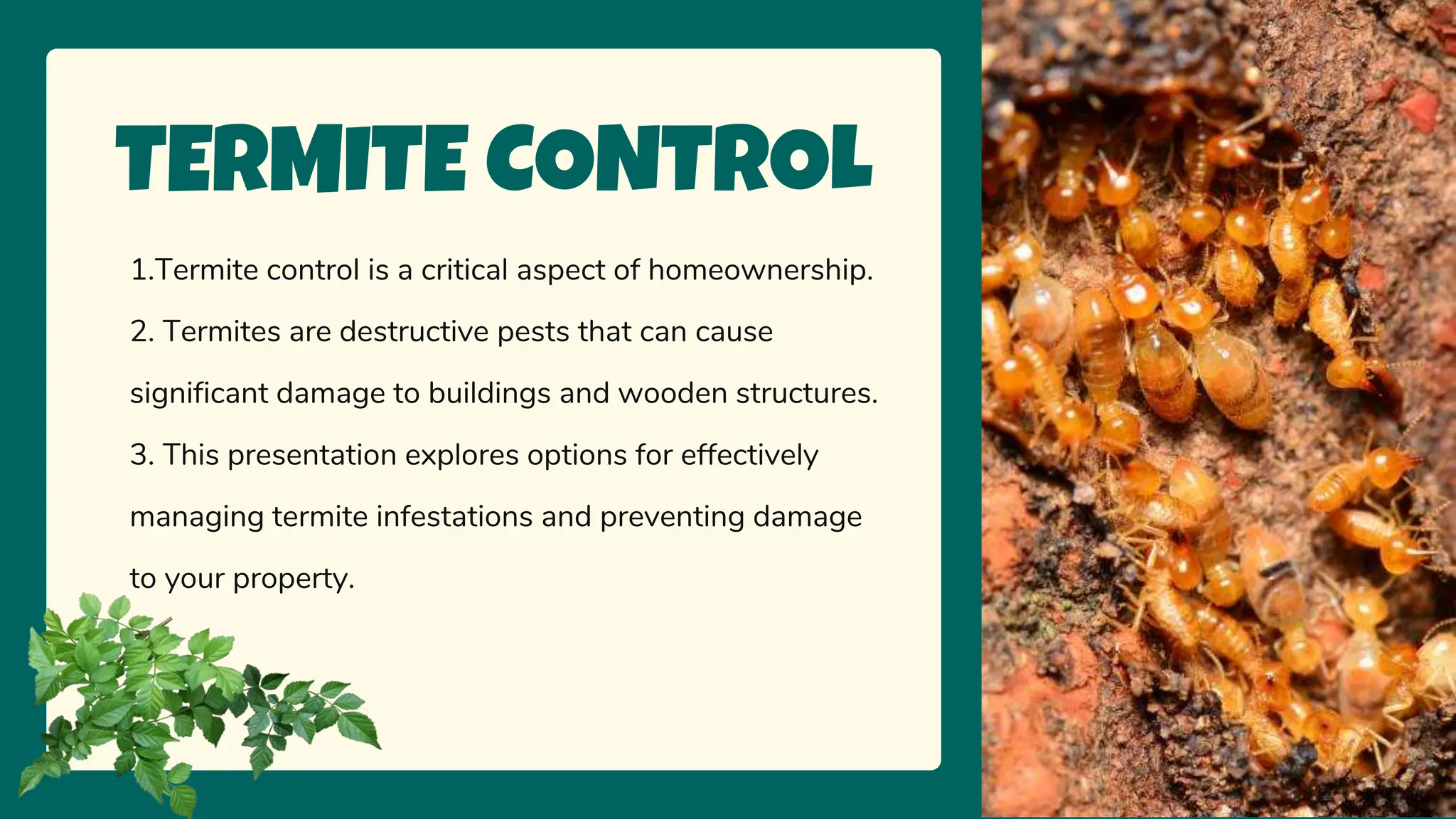 DIY Termite Treatment at Home | PPT