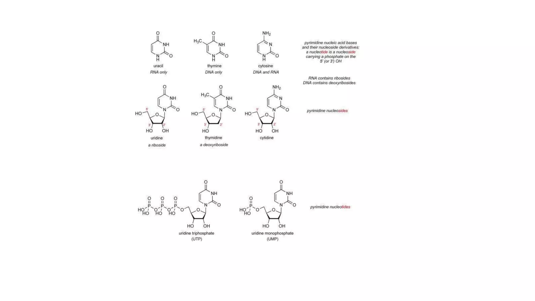 diazine electrophilic substitution.pptx