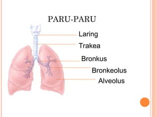 sistem pernapasan pada manusia kelas 8 Kurikulum Merdeka.ppt