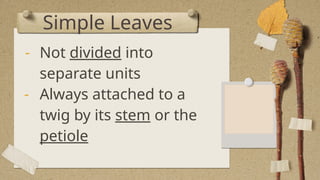 Parts and Functions of Leaves- A Plant Biology Day 1 Lesson | PPTX