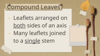 Parts and Functions of Leaves- A Plant Biology Day 1 Lesson | PPTX