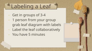 Parts and Functions of Leaves- A Plant Biology Day 1 Lesson | PPT