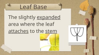 Parts and Functions of Leaves- A Plant Biology Day 1 Lesson | PPTX