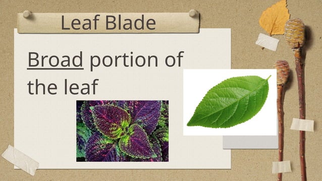 Parts and Functions of Leaves- A Plant Biology Day 1 Lesson | PPT