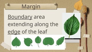 Parts and Functions of Leaves- A Plant Biology Day 1 Lesson | PPTX