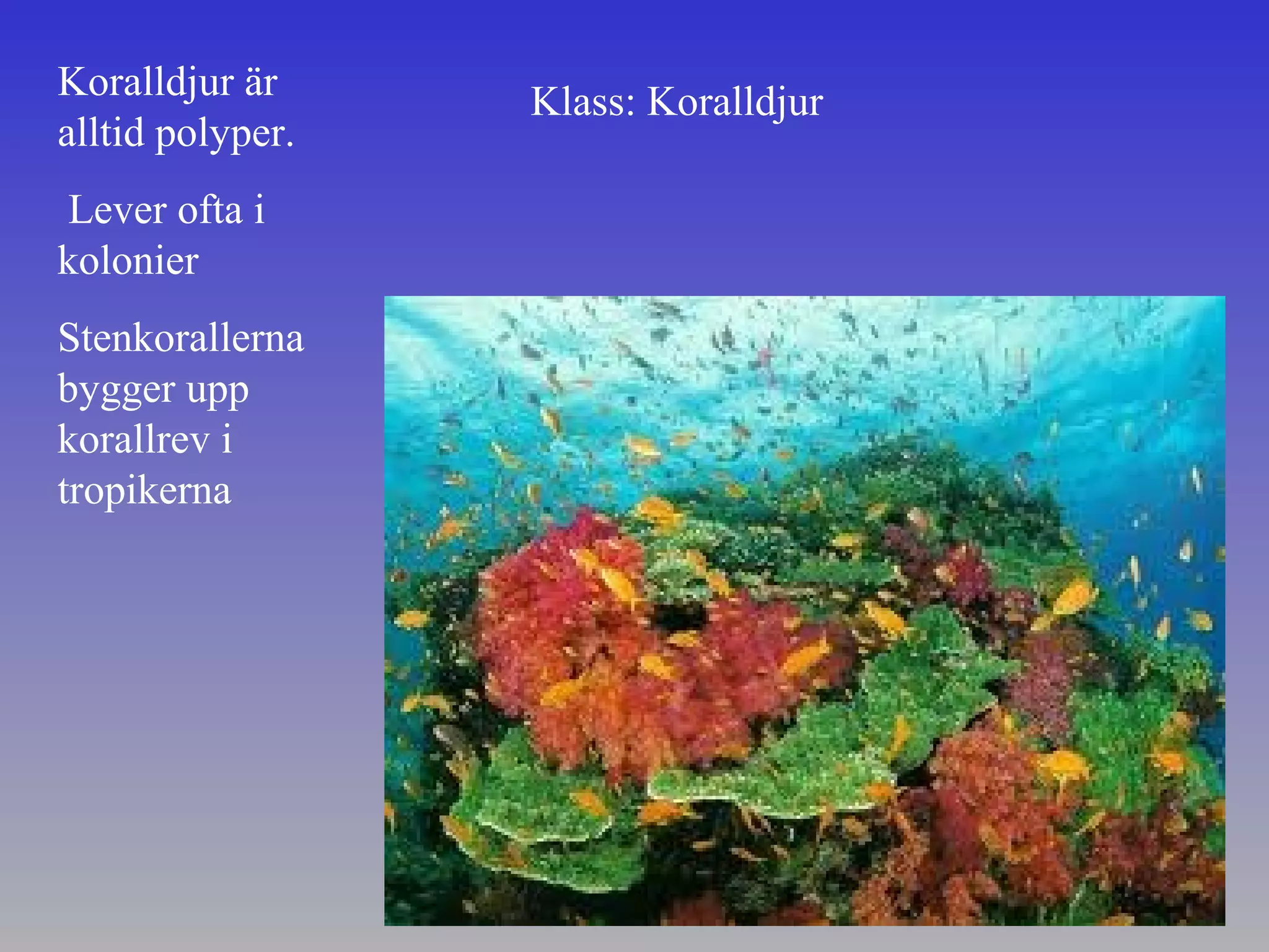 Djur 1 | PPT