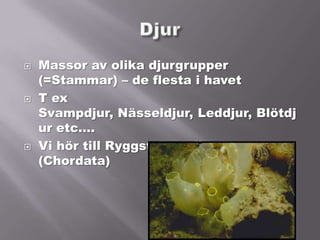 Djur och natur2 | PPT