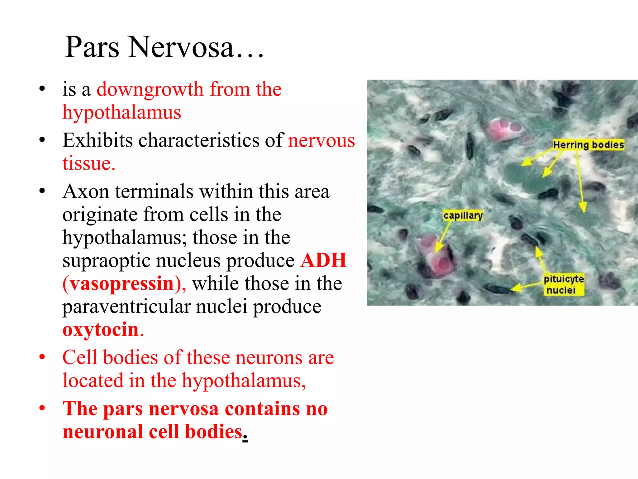 Histology of Endocrine system. | PPTX