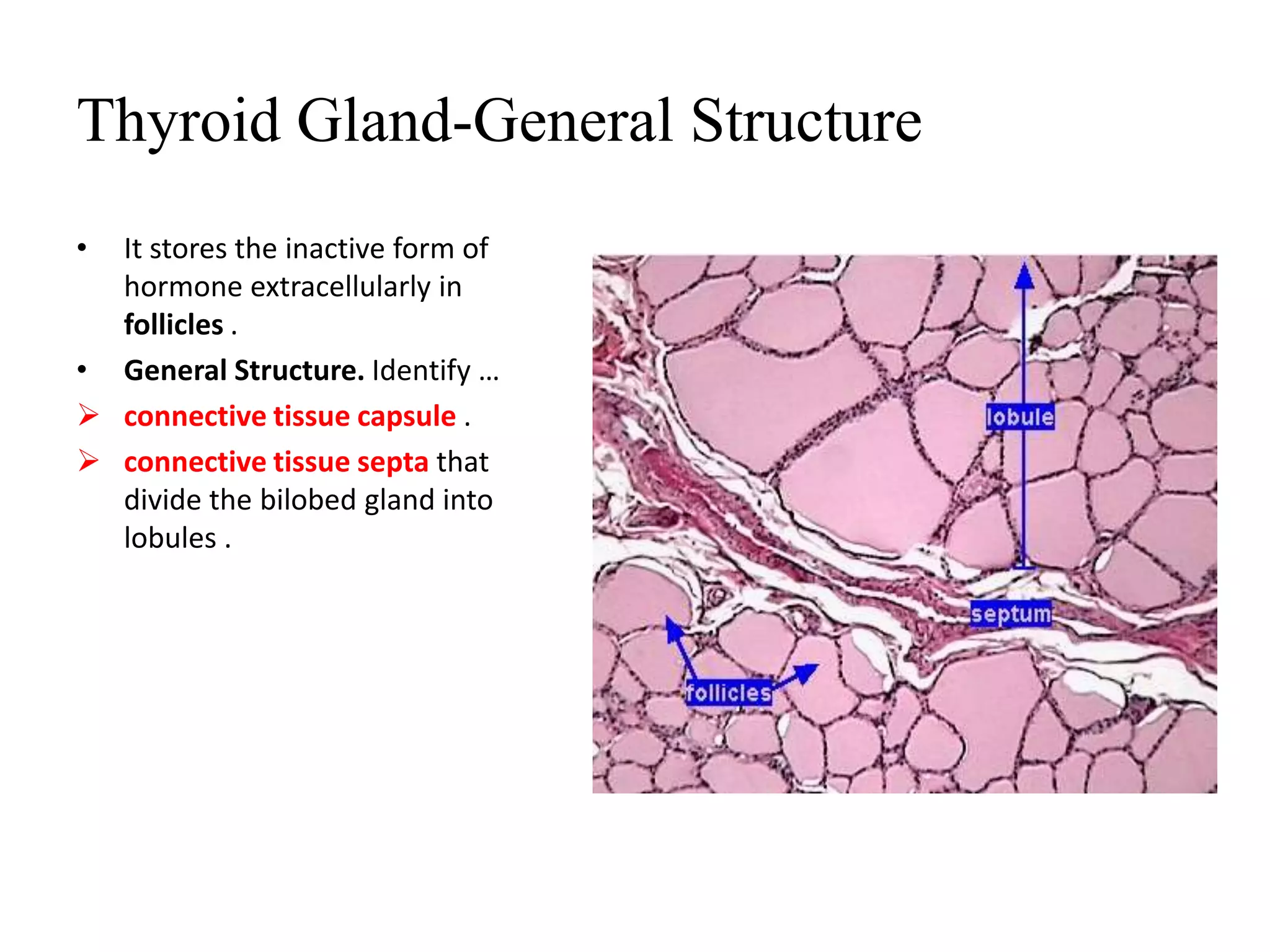 Histology of Endocrine system. | PPTX