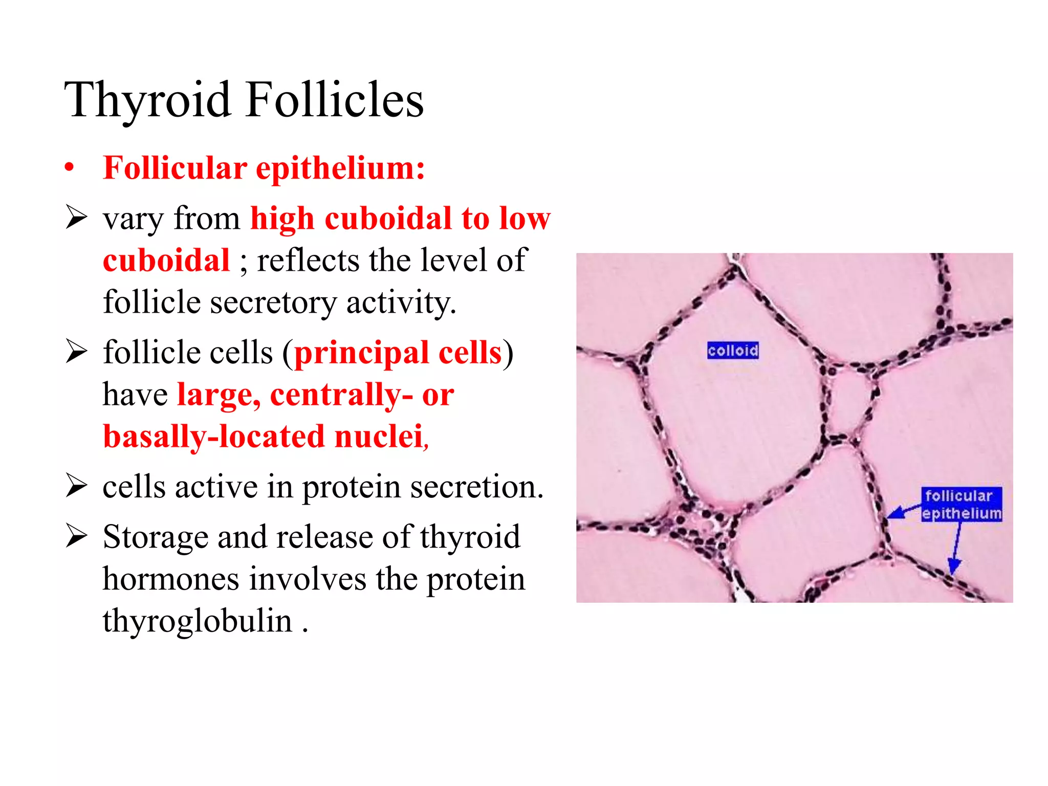 Histology of Endocrine system. | PPTX