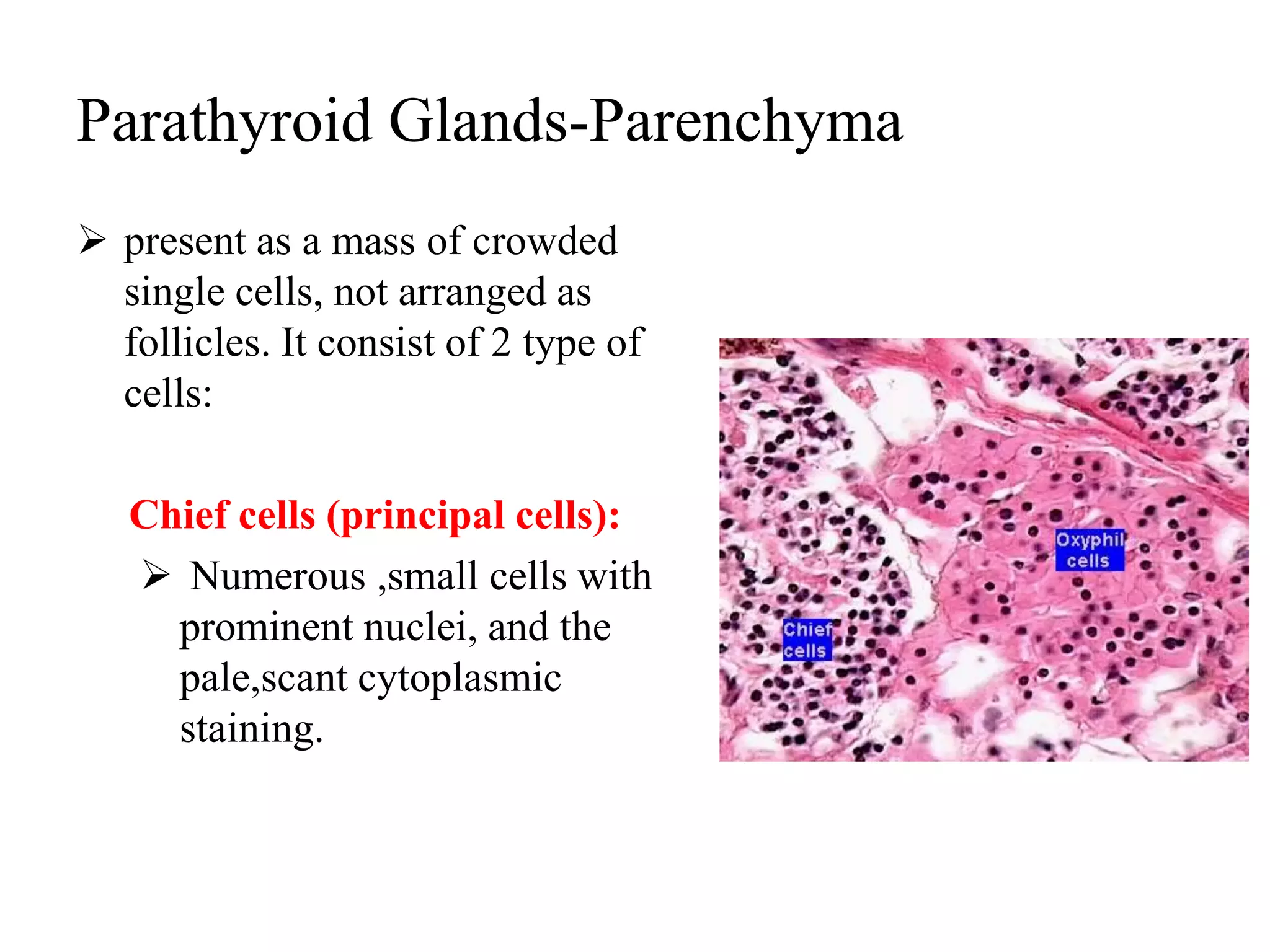 Histology of Endocrine system. | PPTX