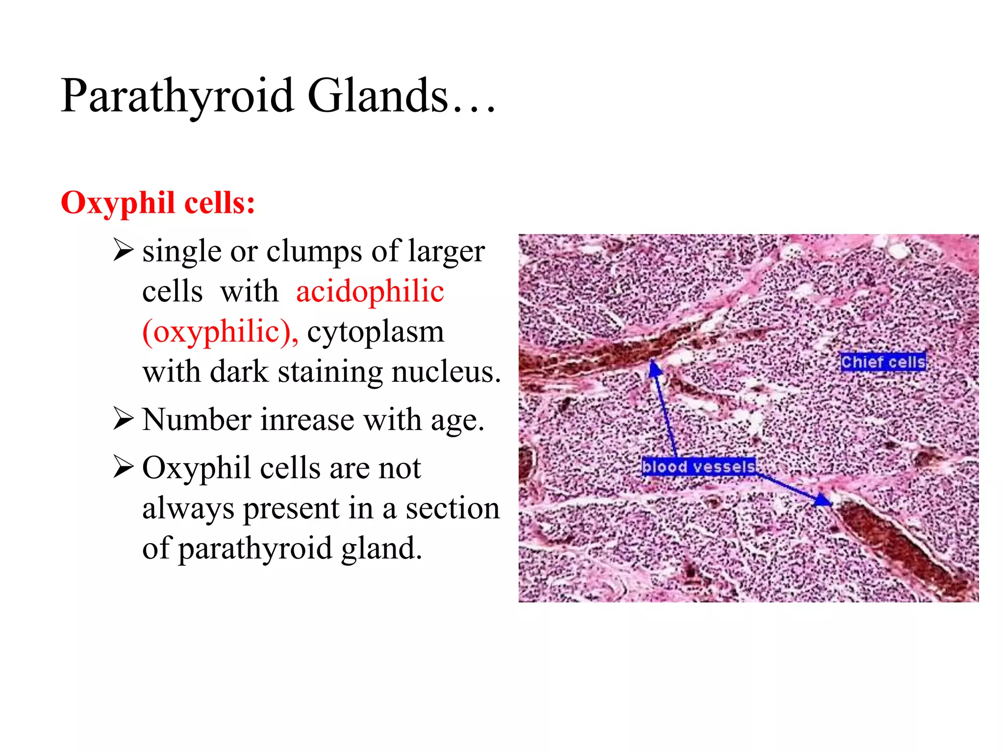 Histology of Endocrine system. | PPTX