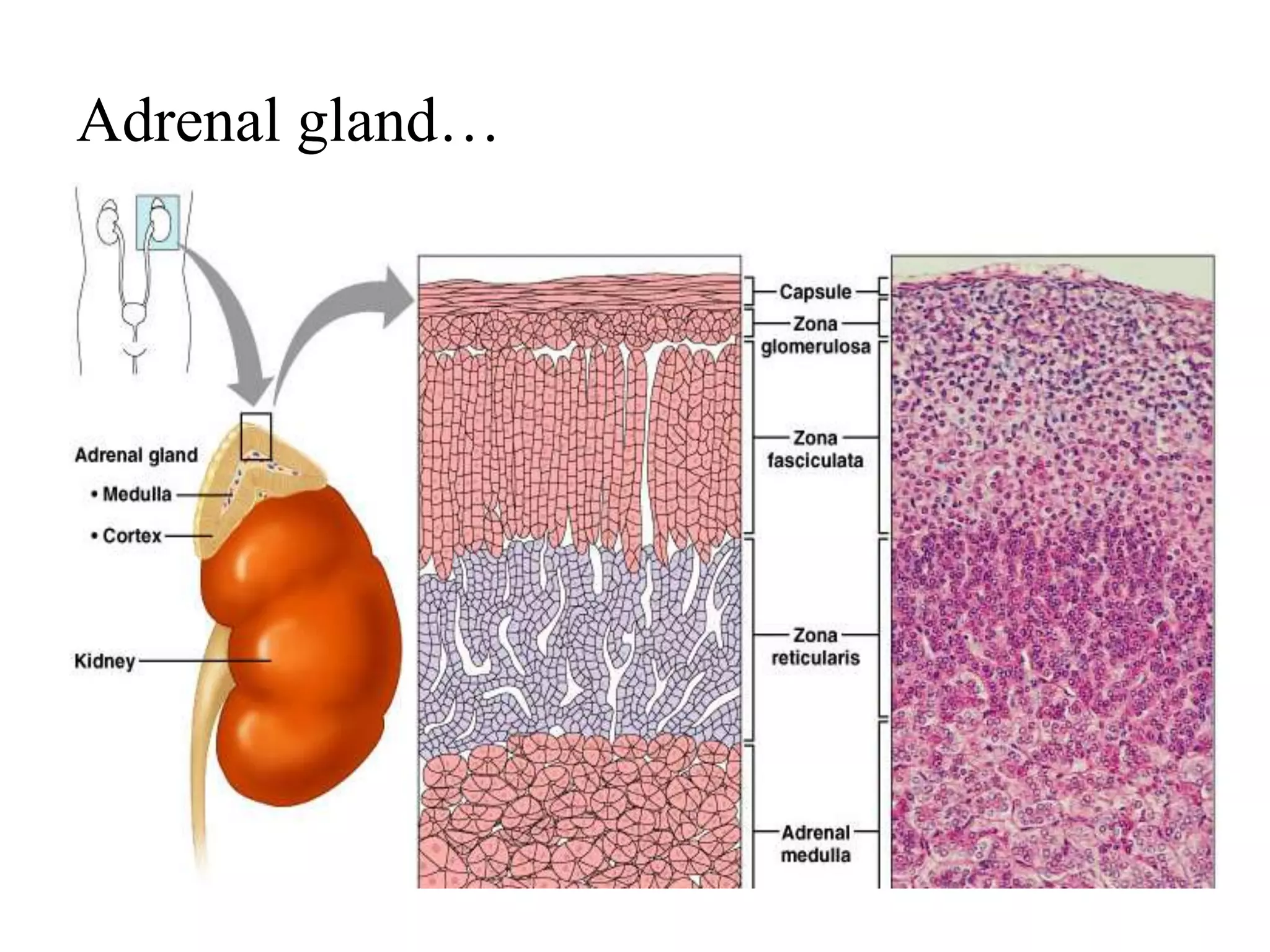 Histology of Endocrine system. | PPTX