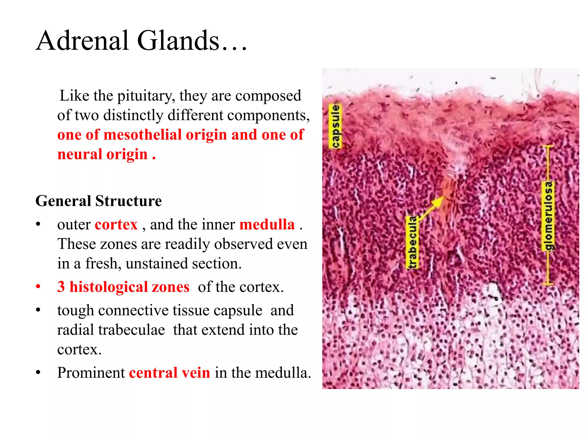 Histology of Endocrine system. | PPTX