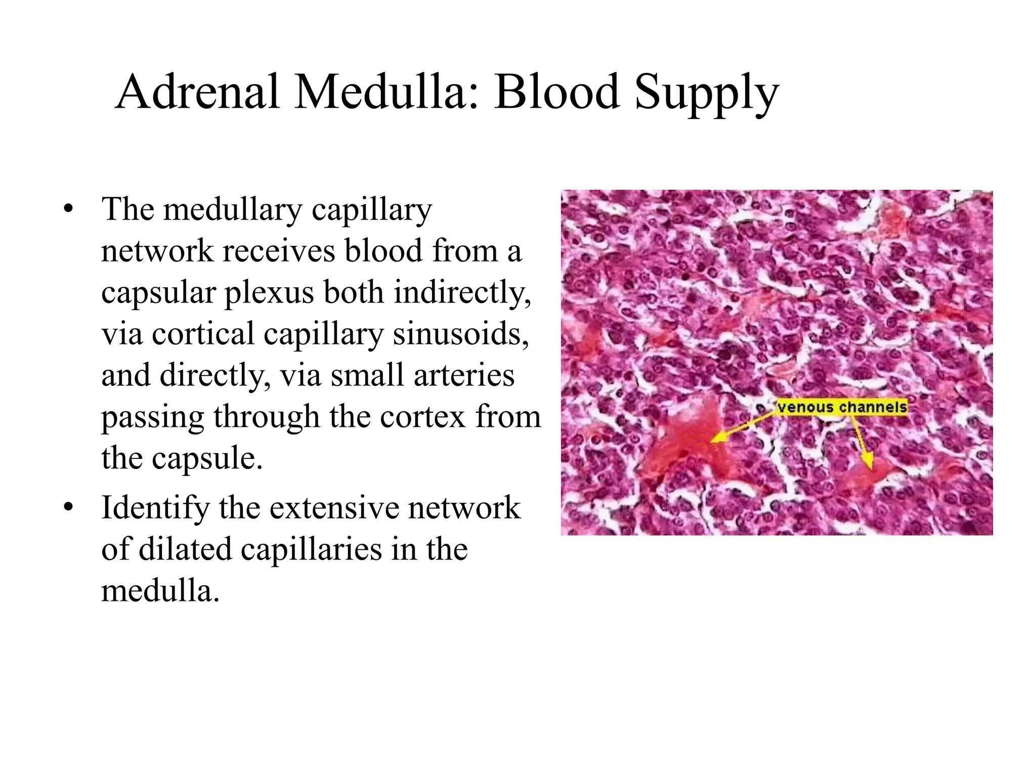 Histology of Endocrine system. | PPTX