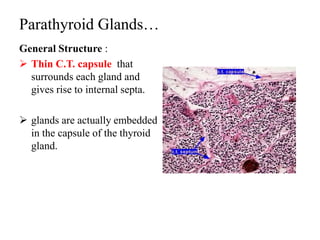 Endocrine Gland Slide