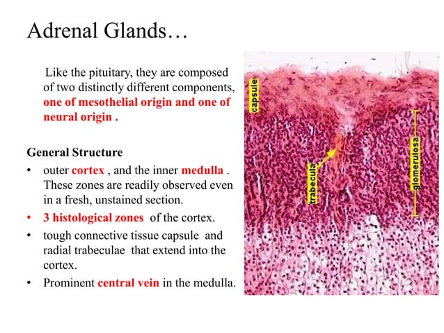 Histology of Endocrine system.