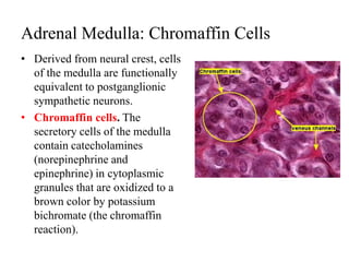 Chromaffin Cells Histology