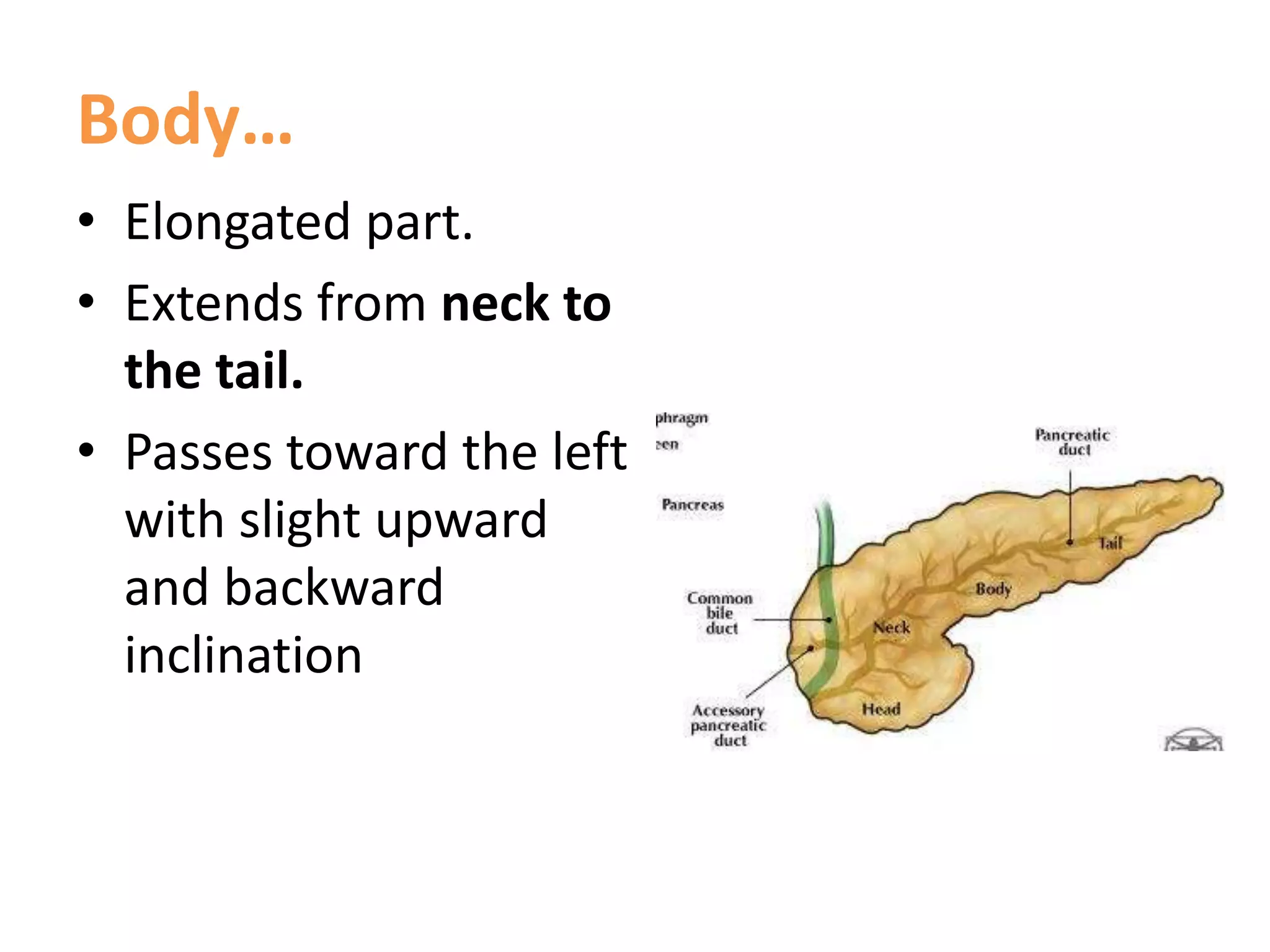 ANATOMY OF PANCREAS | PPTX