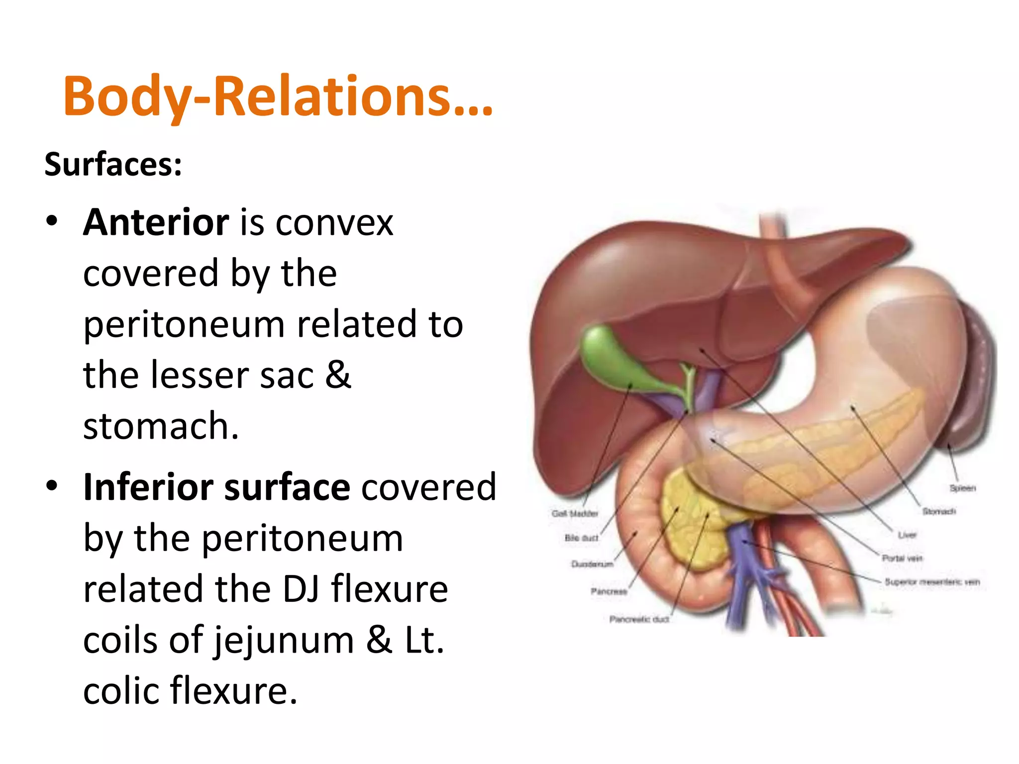 ANATOMY OF PANCREAS | PPTX