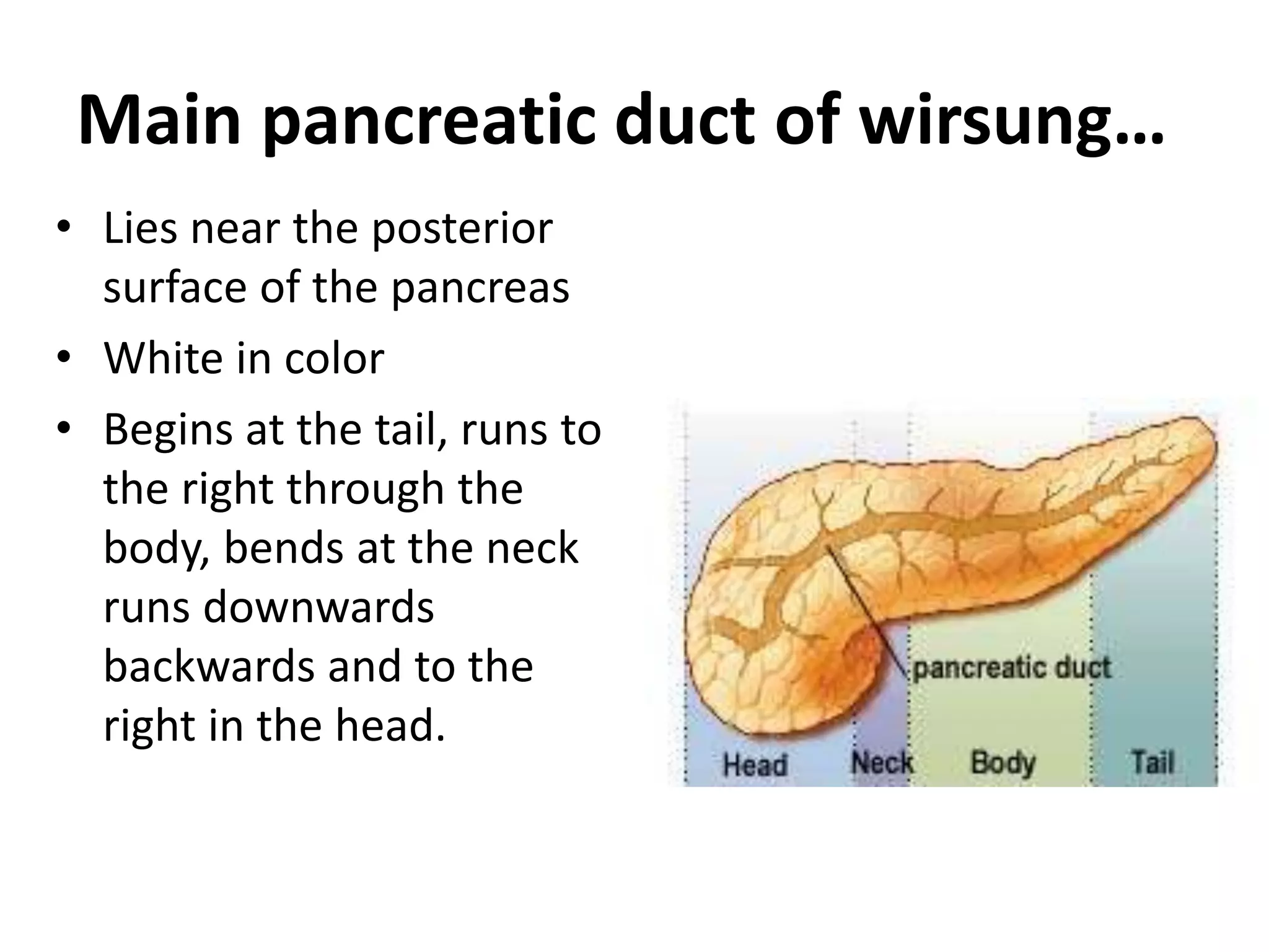 ANATOMY OF PANCREAS | PPTX