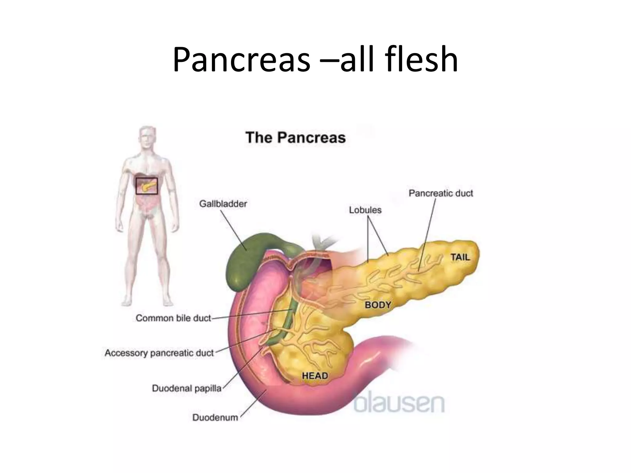 ANATOMY OF PANCREAS | PPTX