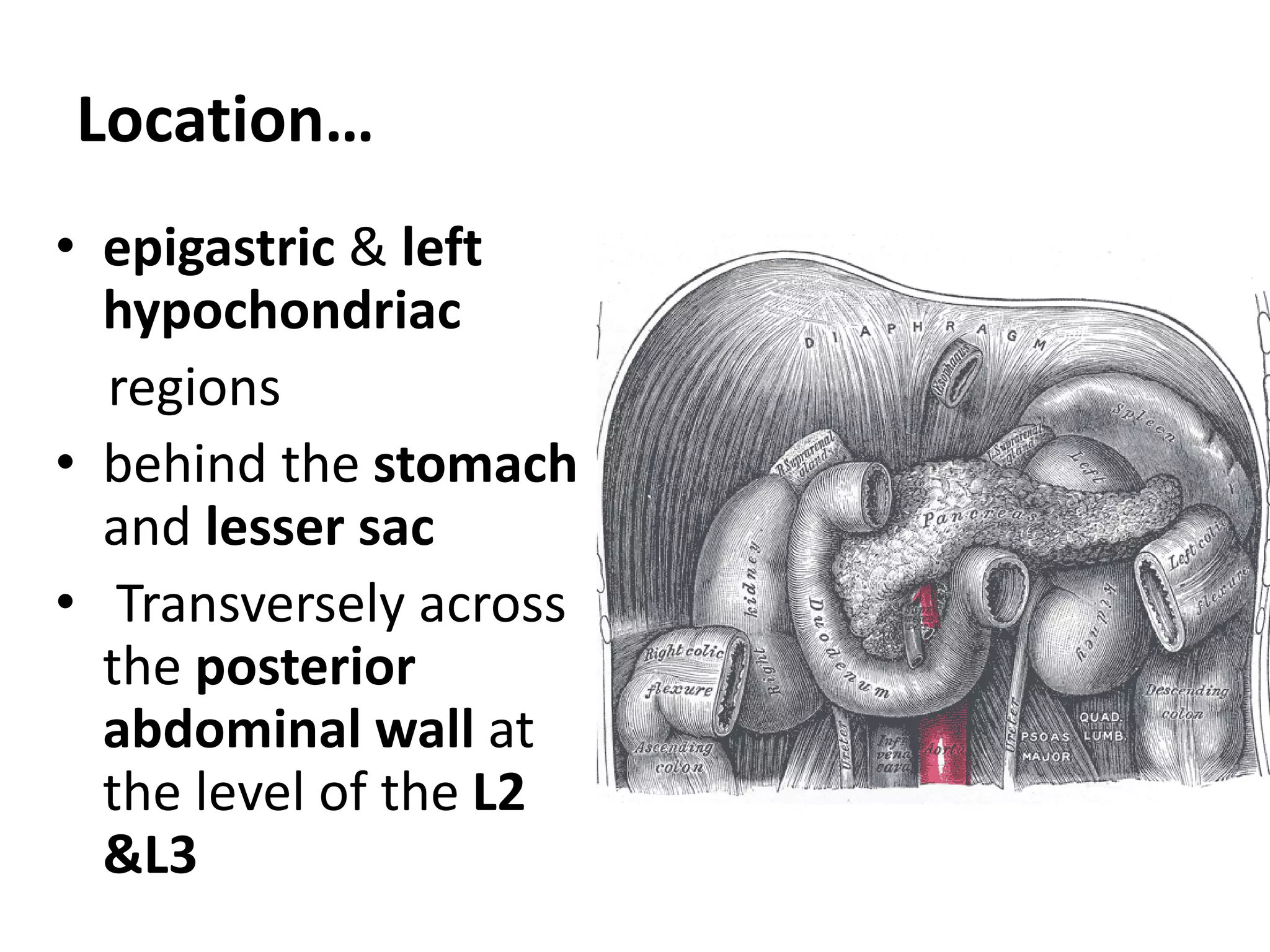 ANATOMY OF PANCREAS | PPTX